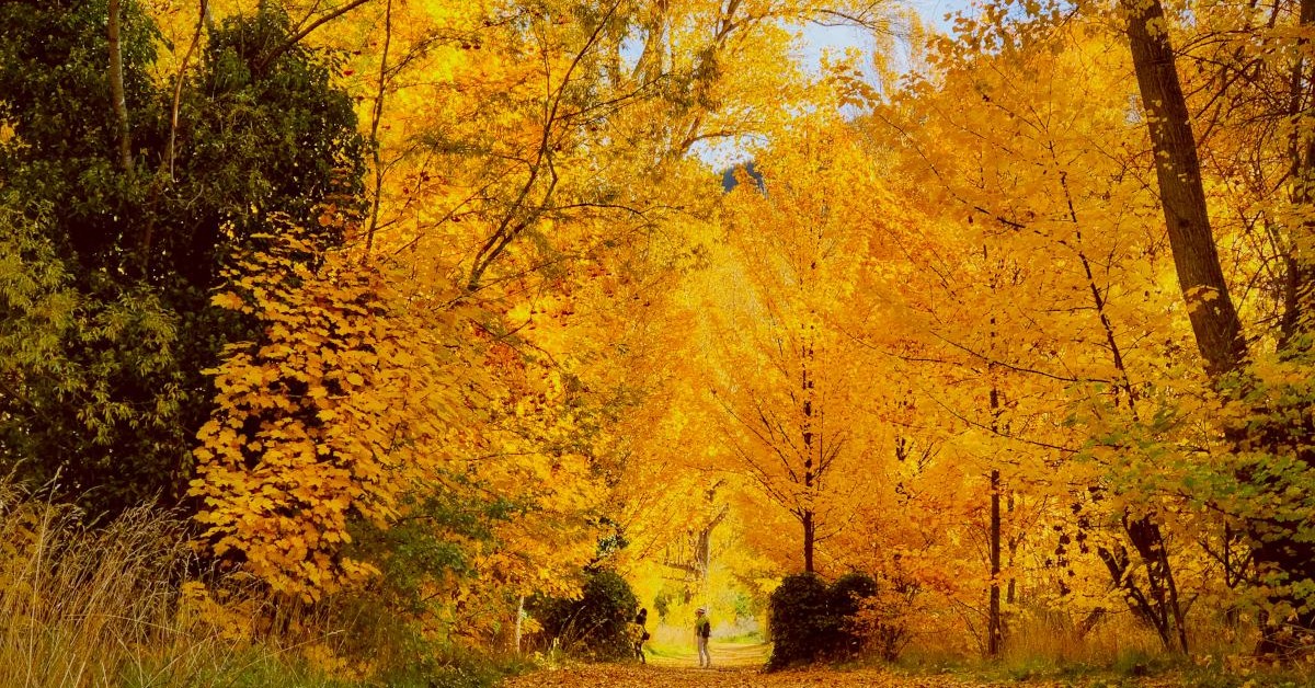 All the Colourful Reasons Why Autumn in New Zealand is the Best Season ...